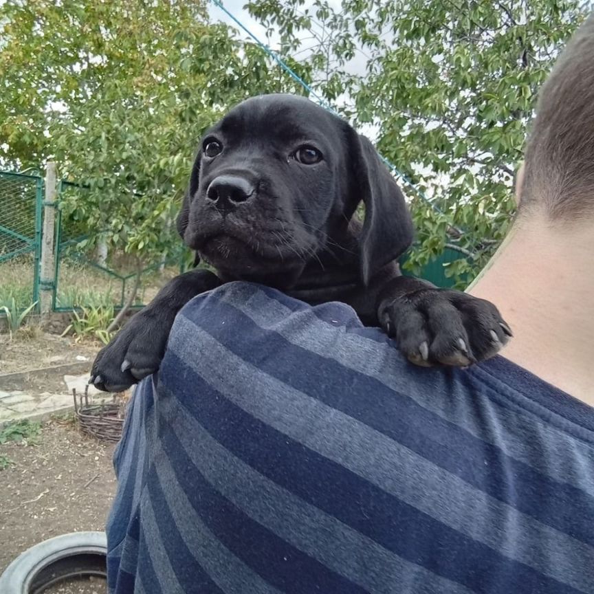 Щенки кане Корсо