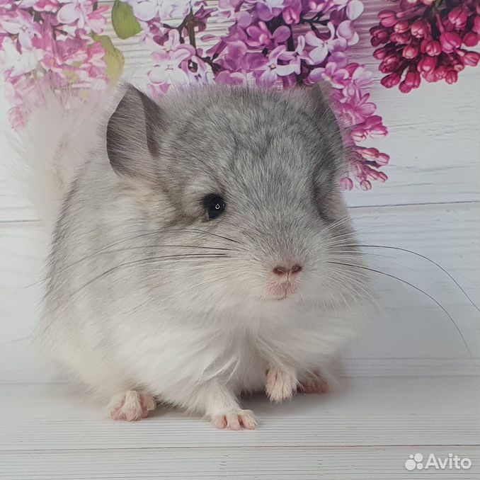 Шиншилла Бенни