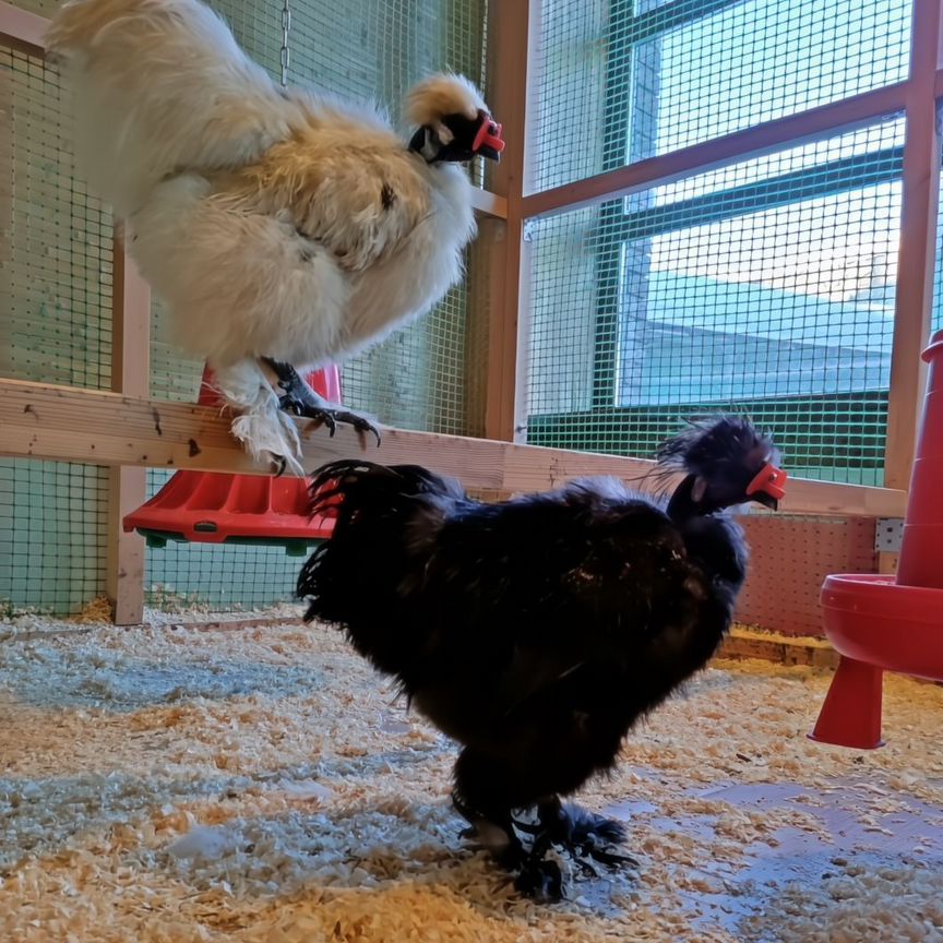 Петух китайский шëлковый