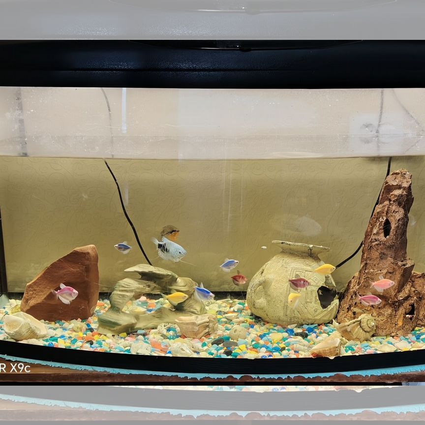 Аквариум с рыбками