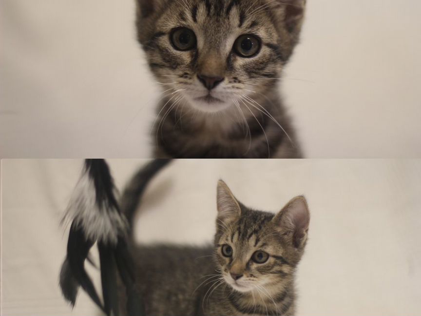 Котята