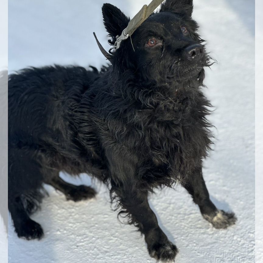 Взрослый пёс в добрые руки