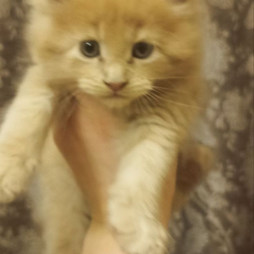 Котенок Мыйн кун