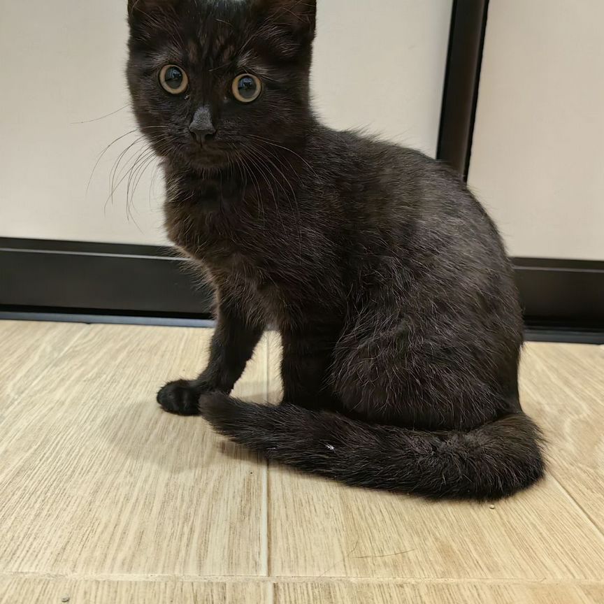 Крик помощи спасите котенка