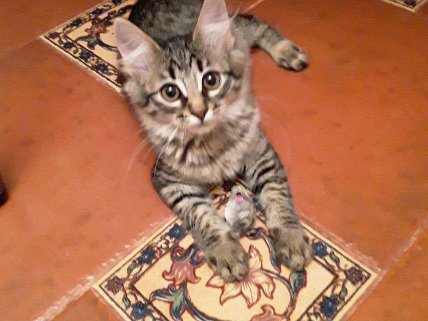 Котенок в добрые руки