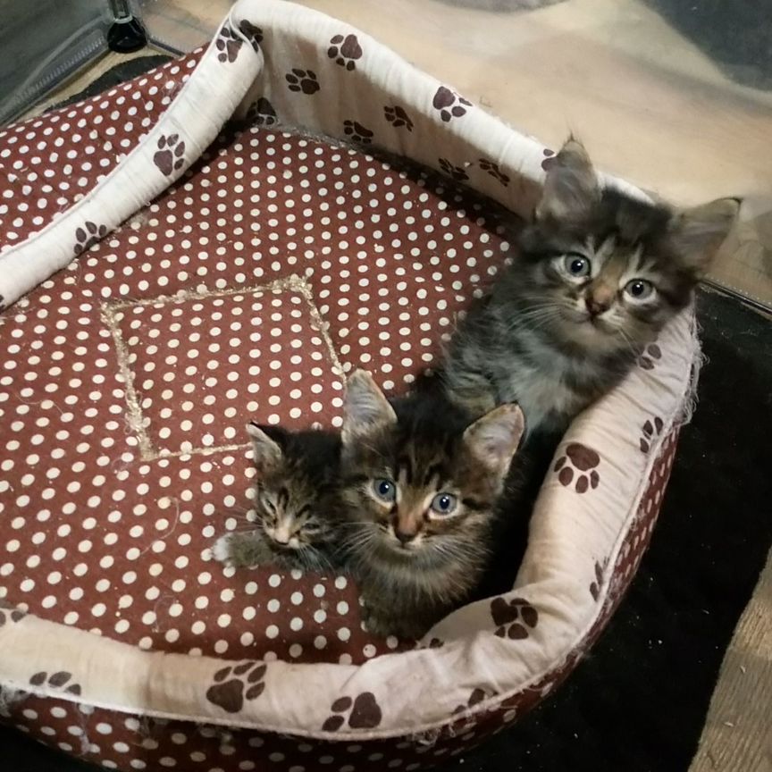 Сибирские котята