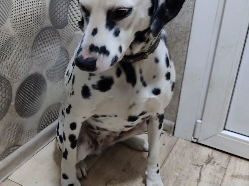Отдам далматинца в хорошие руки