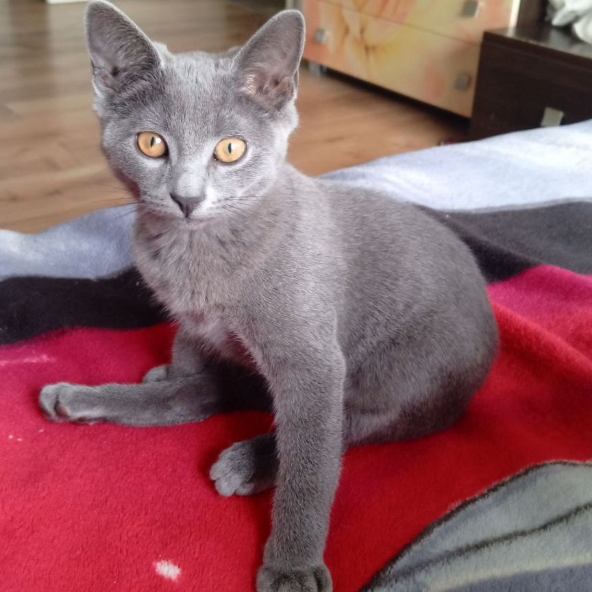 Котята