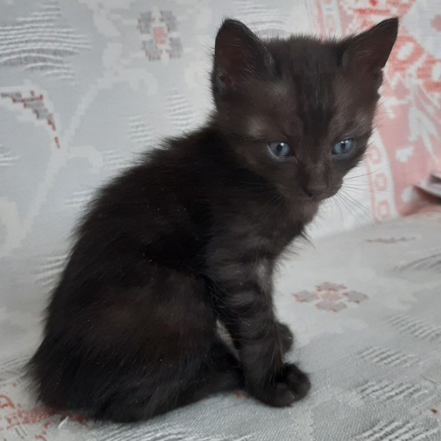 Котенок, окрас черный, котик
