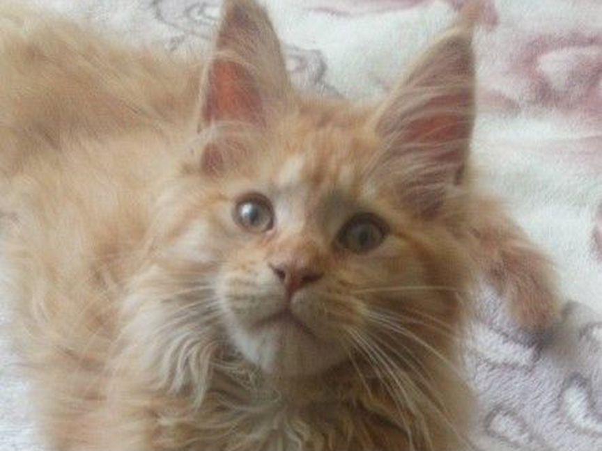 Котёнок мейн-кун