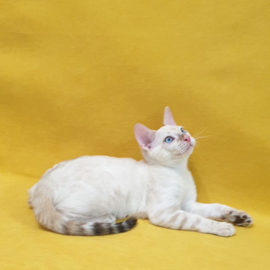 Бенгальские котята линкс