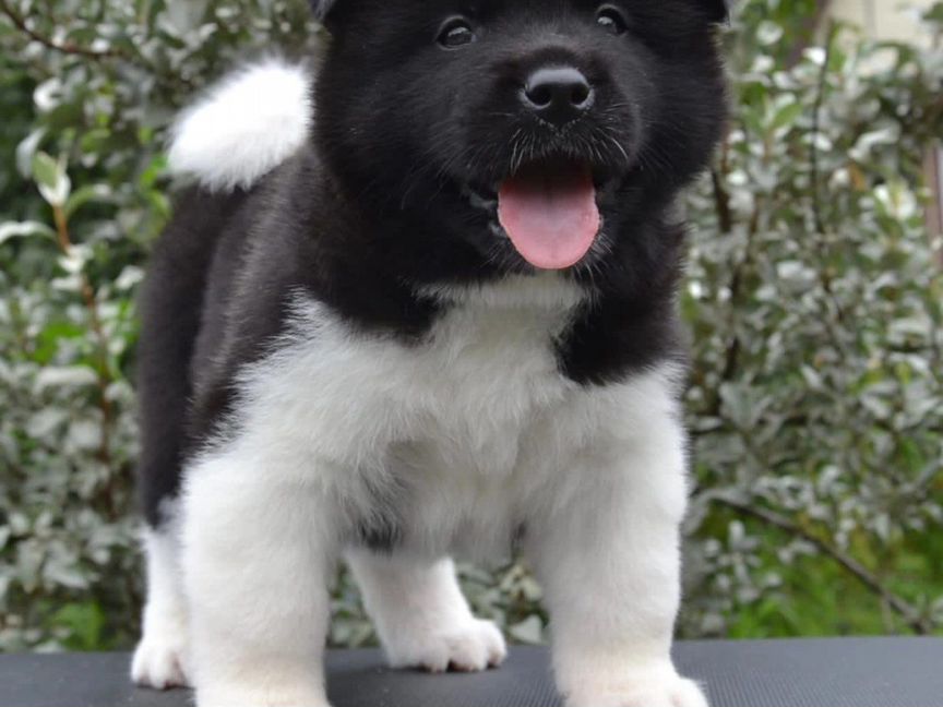 Щенки Американской акиты, вязка