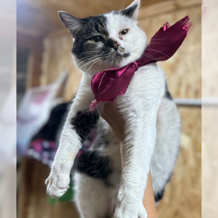 Взрослая кошка в добрые руки