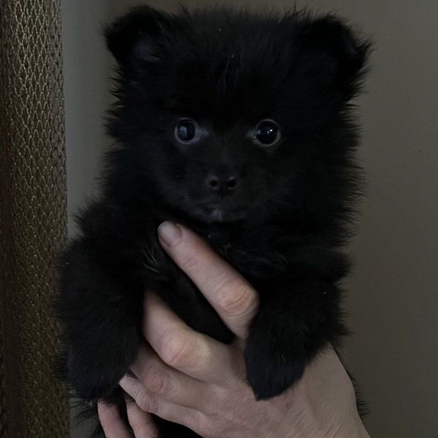 Немецкий шпиц, щенок