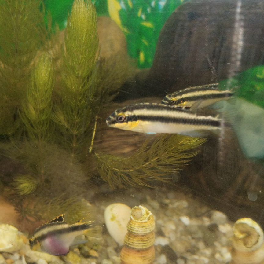 Рыбка попугай (пельвикахромис )