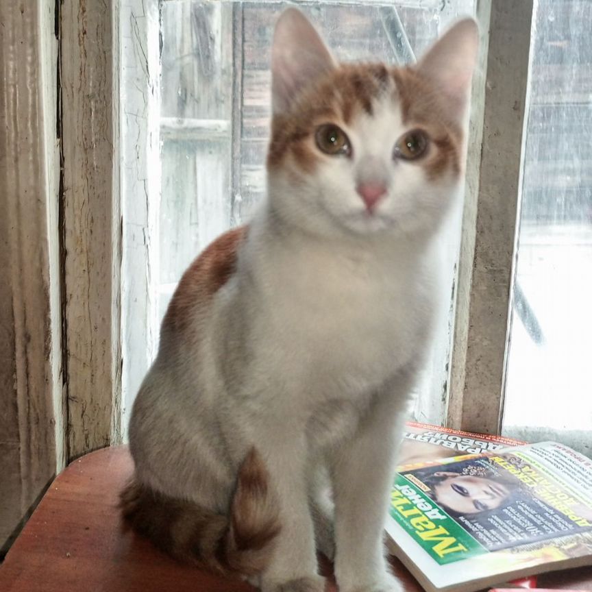 Котёнок в добрые руки