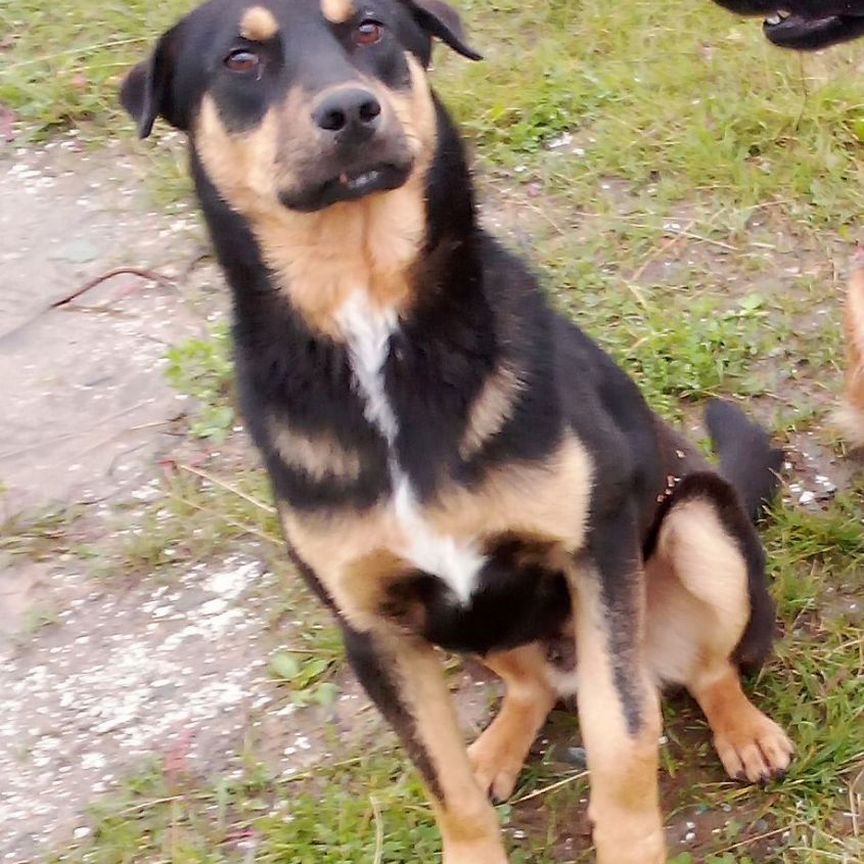 Помесь Стаффа