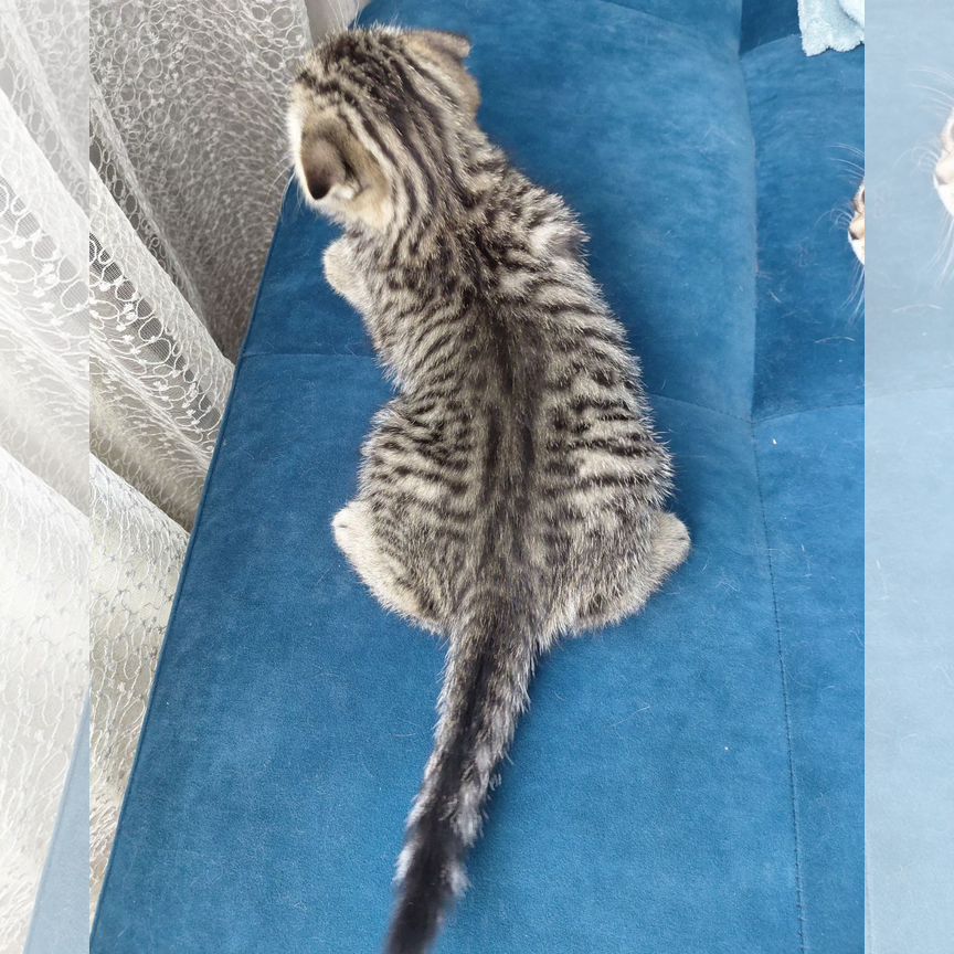Шотландский вислоухий короткошёрстный котёнок