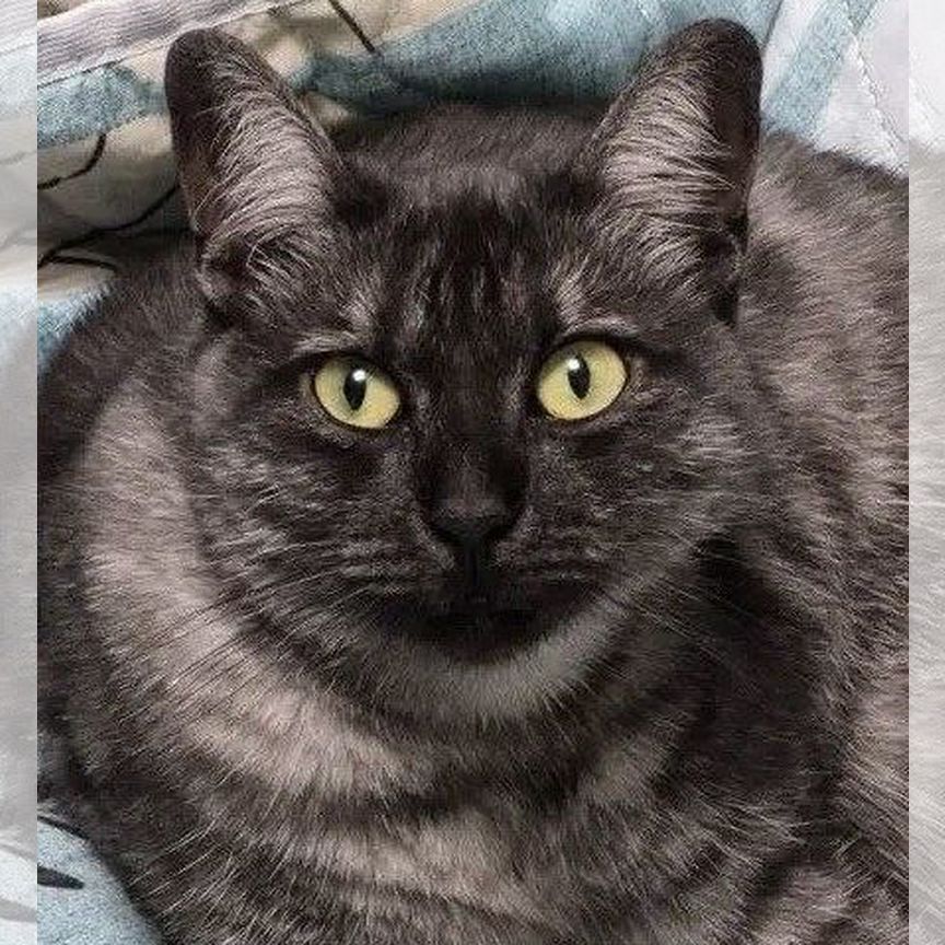 Взрослая, кошка в добрые руки