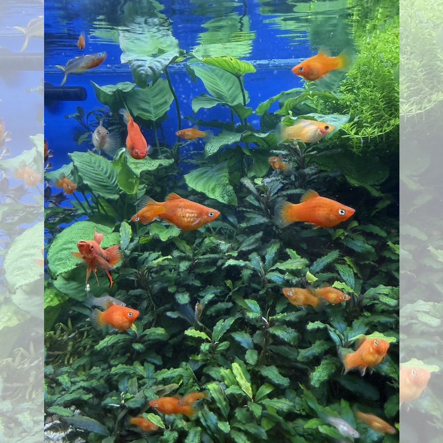 Продам аквариумных рыбок Пеццилий