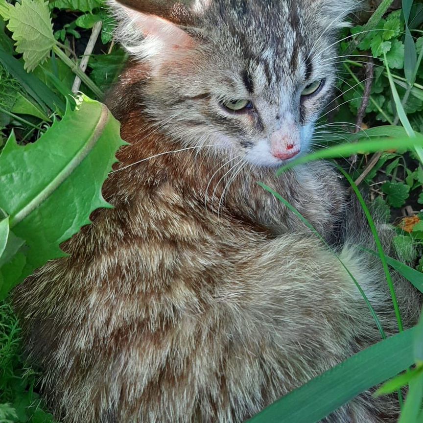Котенок крысолов