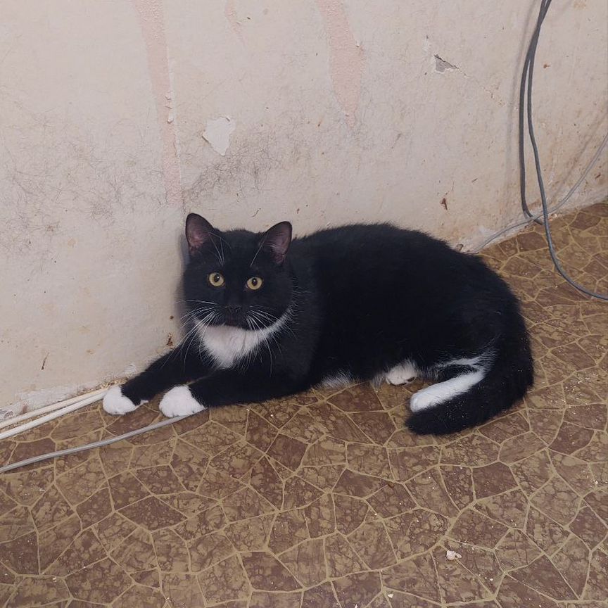 Котенок подросток очаротельная Лапа