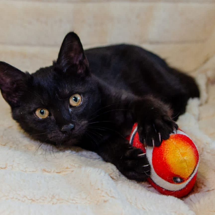 Балована девка, ищет семью