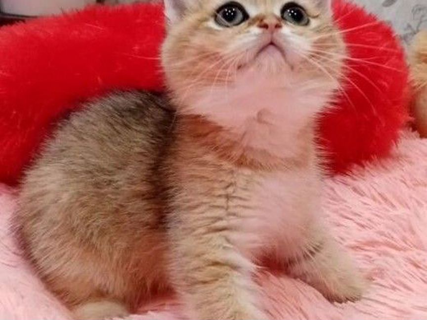 Шотландские котята золотая шиншилла