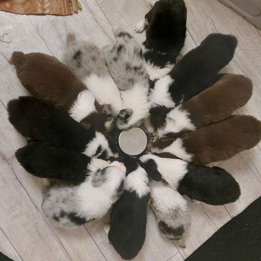 Колли, щенок