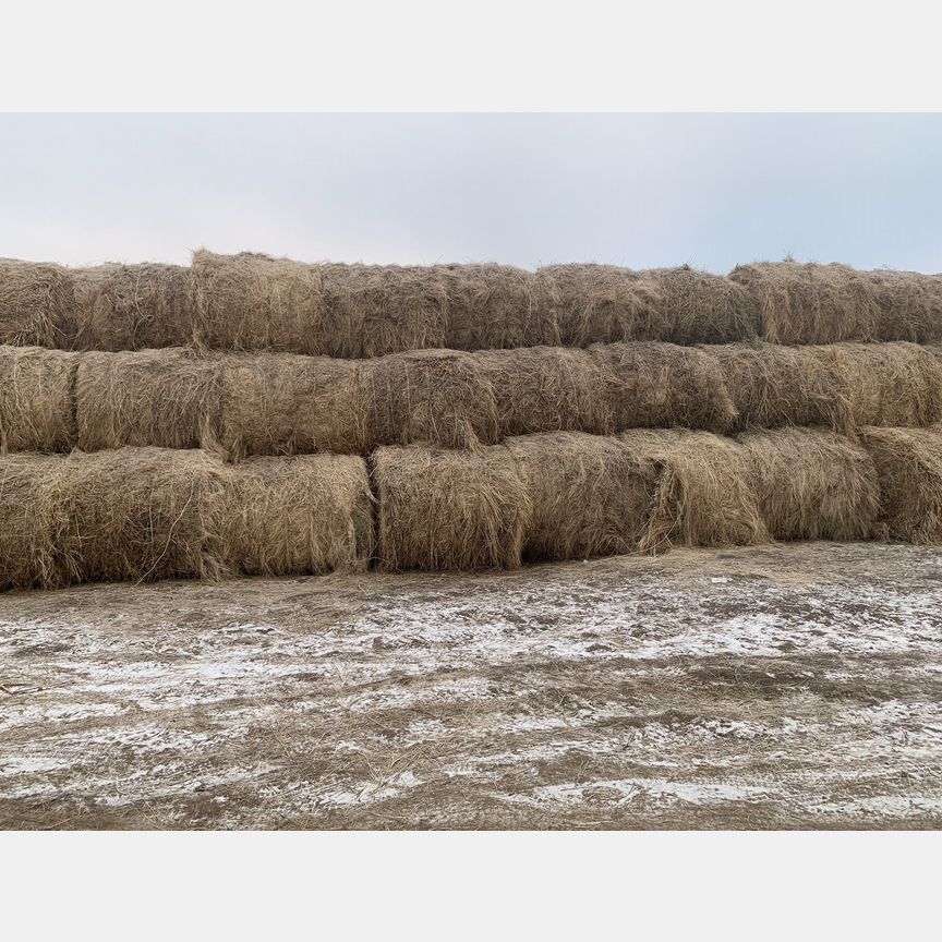 Продам сено в рулонах свежий укос