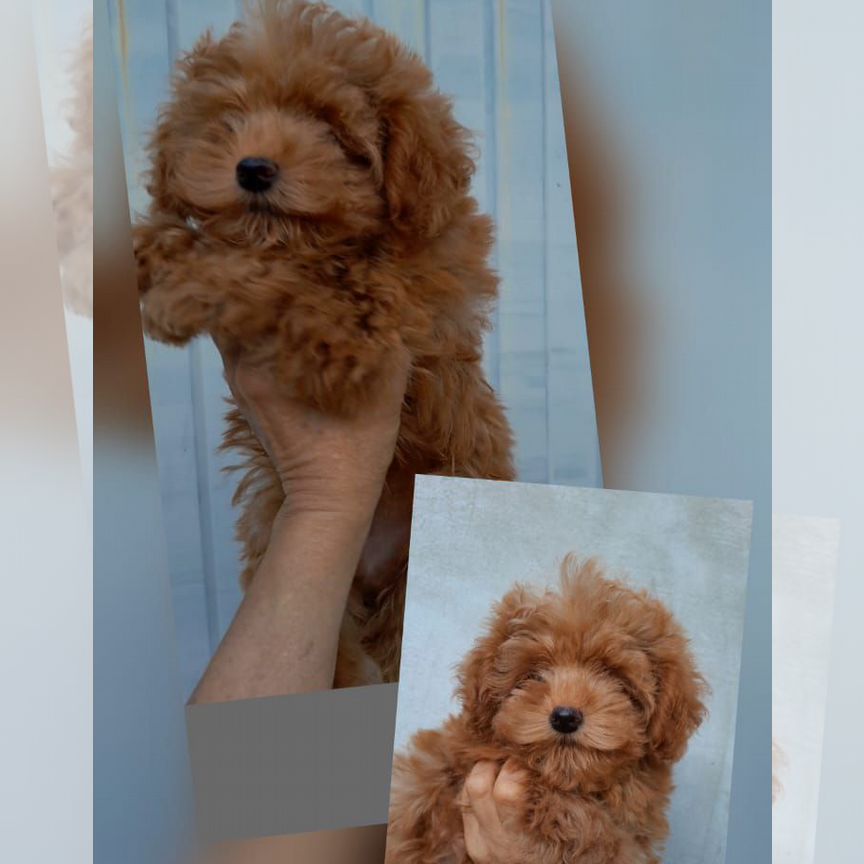 Мальтипу щенки мальчики