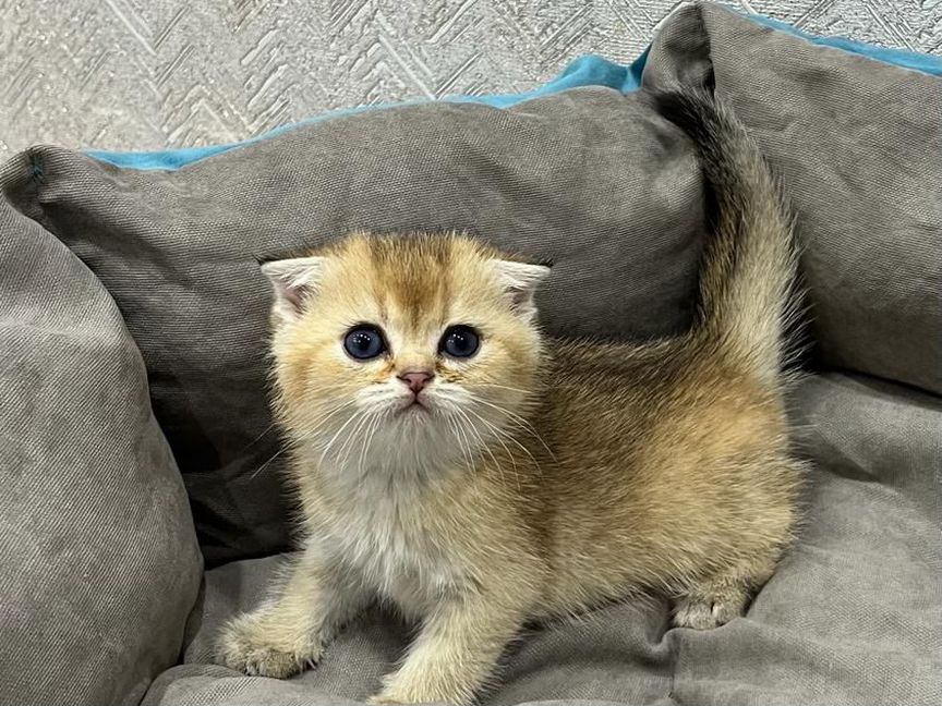 Очаровательный котенок