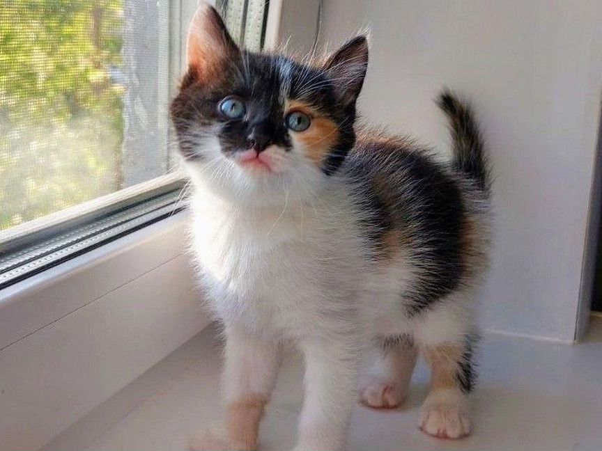 Котёнок девочка богатка