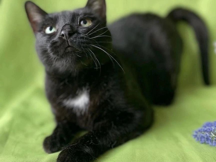 Нежная спокойная кошечка Чернушка ищет дом