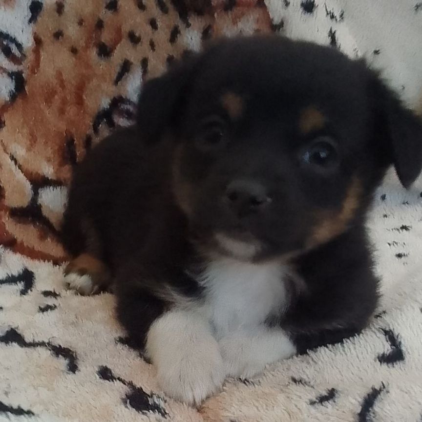 Чихуахуа, щенок