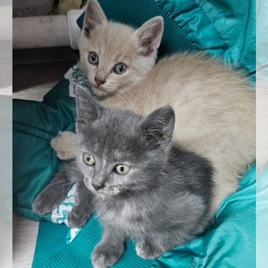 Котята в добрые руки