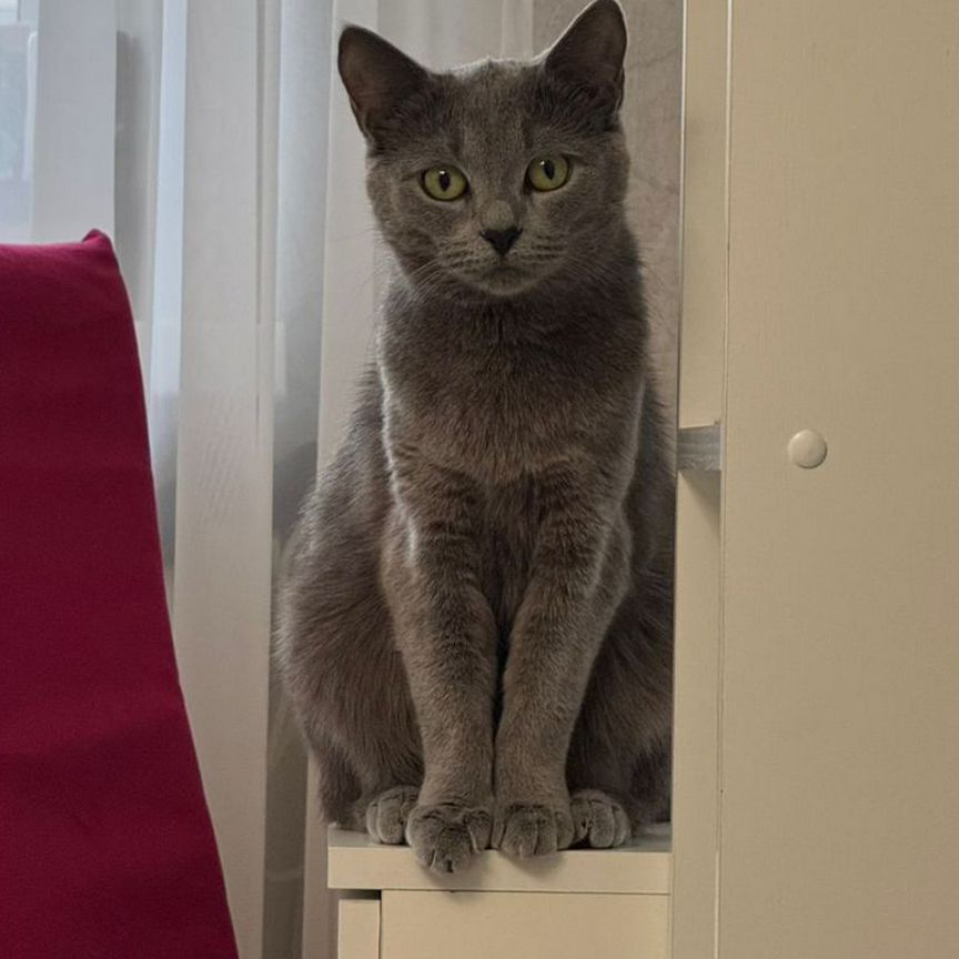 Кошки бесплатно