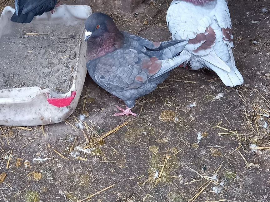 Голуби Кинги