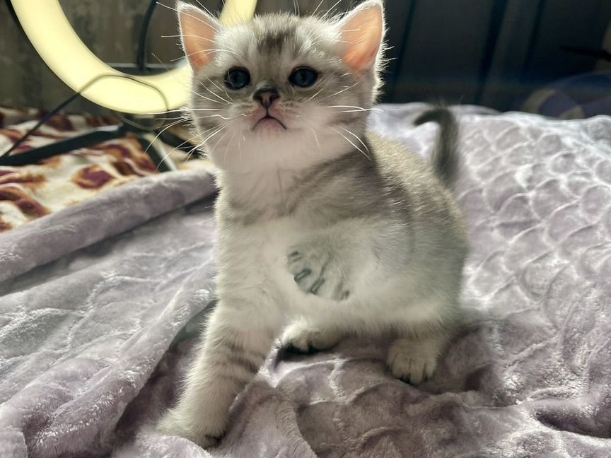 Шотландские котята