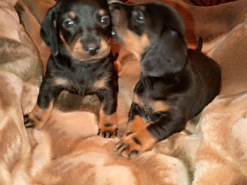 Кроличья такса