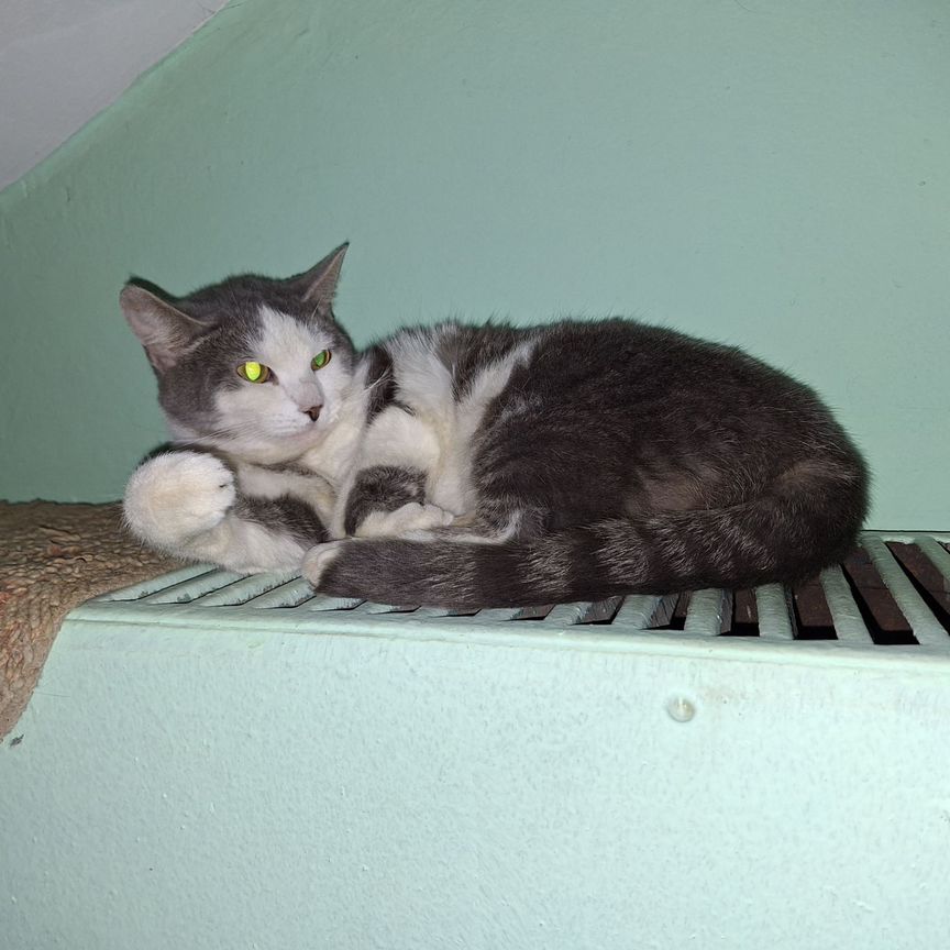 Отдам котенка в добрые руки