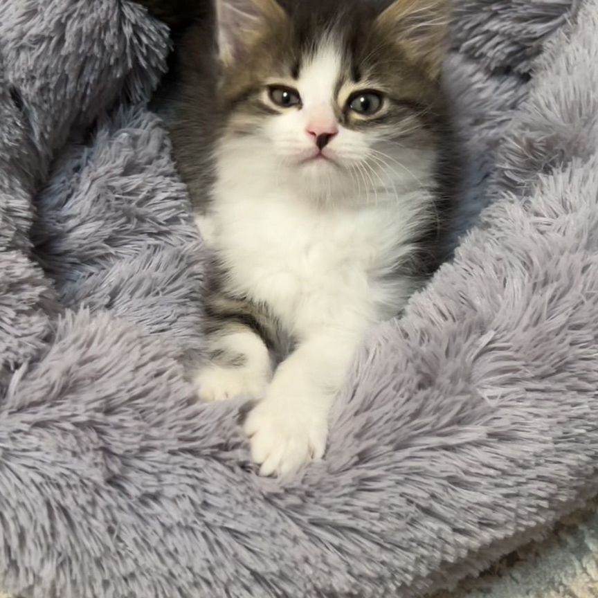 Котенок маленький