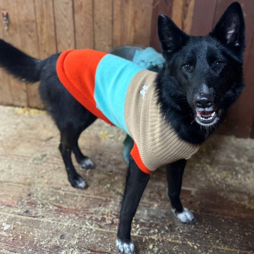 Взрослая собака в добрые руки