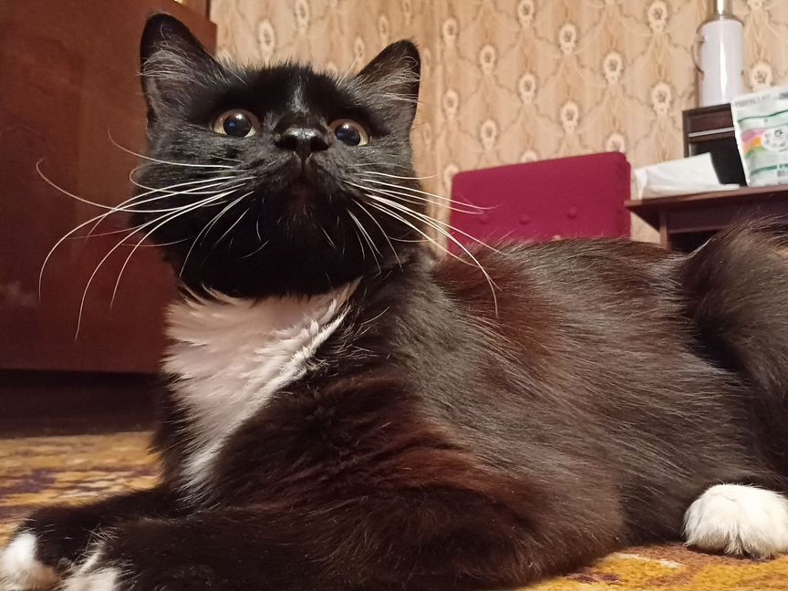 Кошка в дар бесплатно