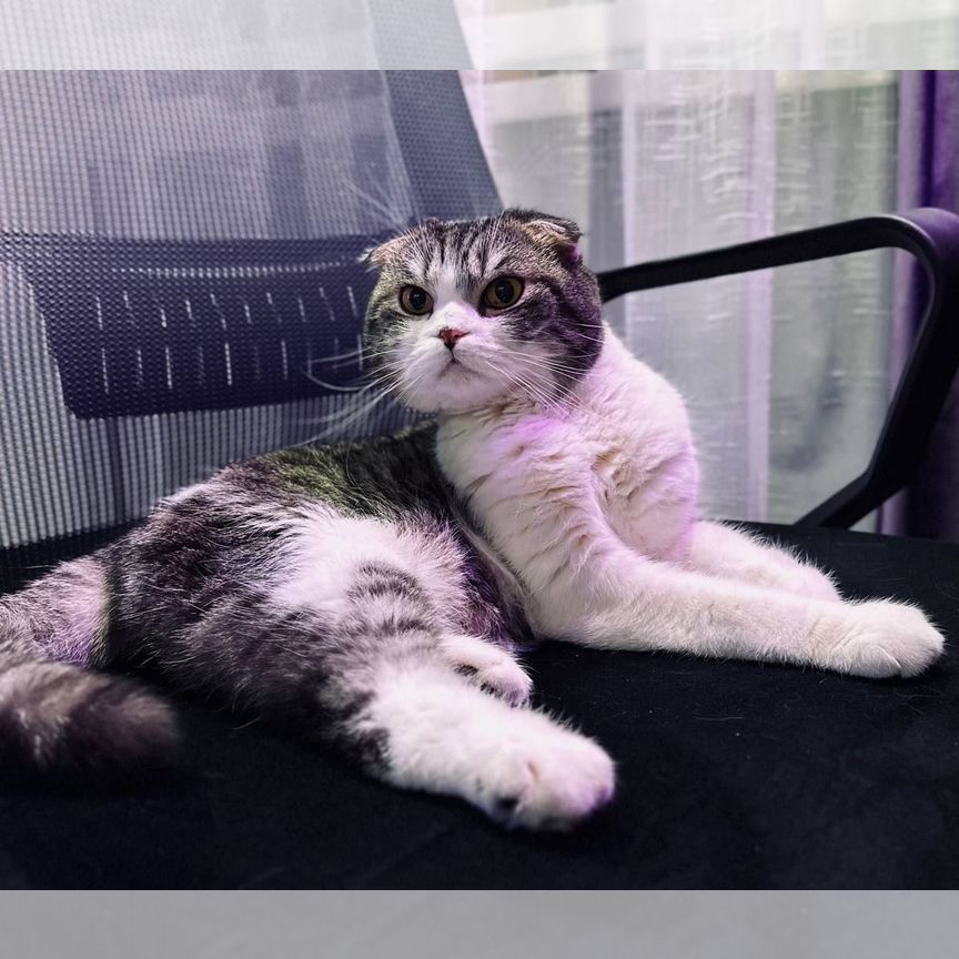 Шотландский вислоухий короткошёрстный, взрослый кот