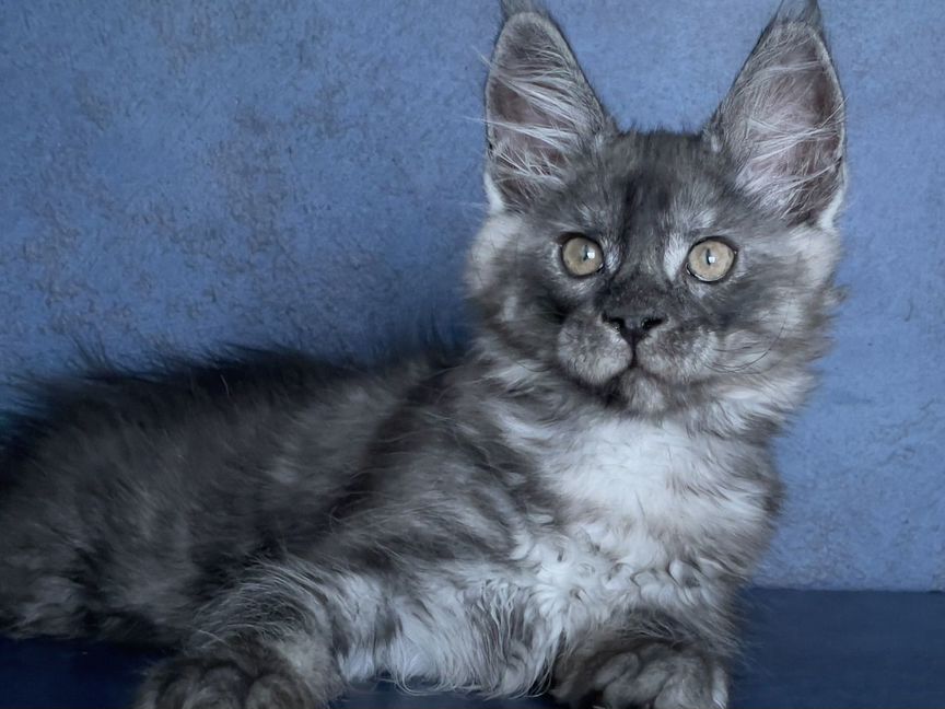 Дымный котенок мейн-кун