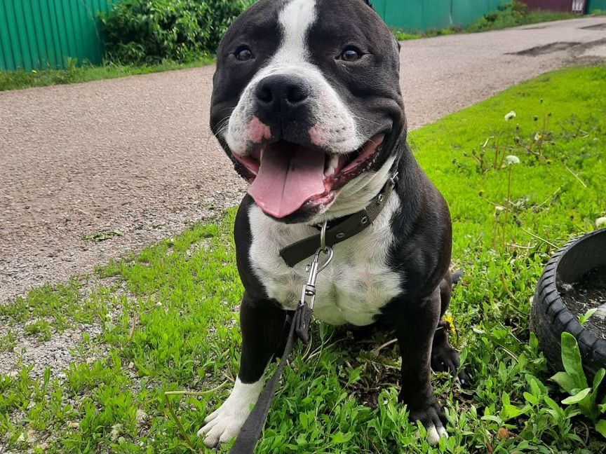 Вязка кобель, амстафф