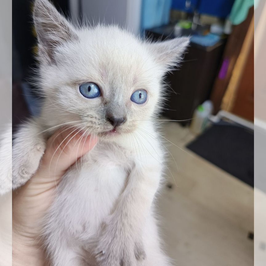 Сиамский котёнок