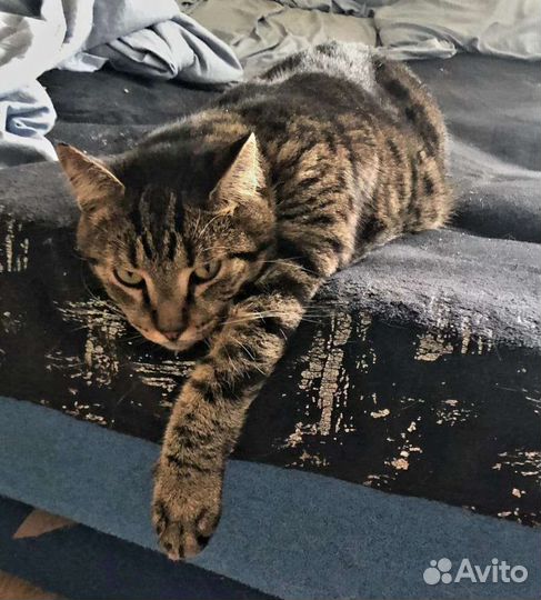 Спасите котика пожалуйста
