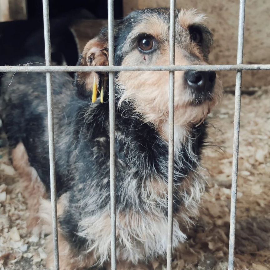 Маленькие собачки ищут дома